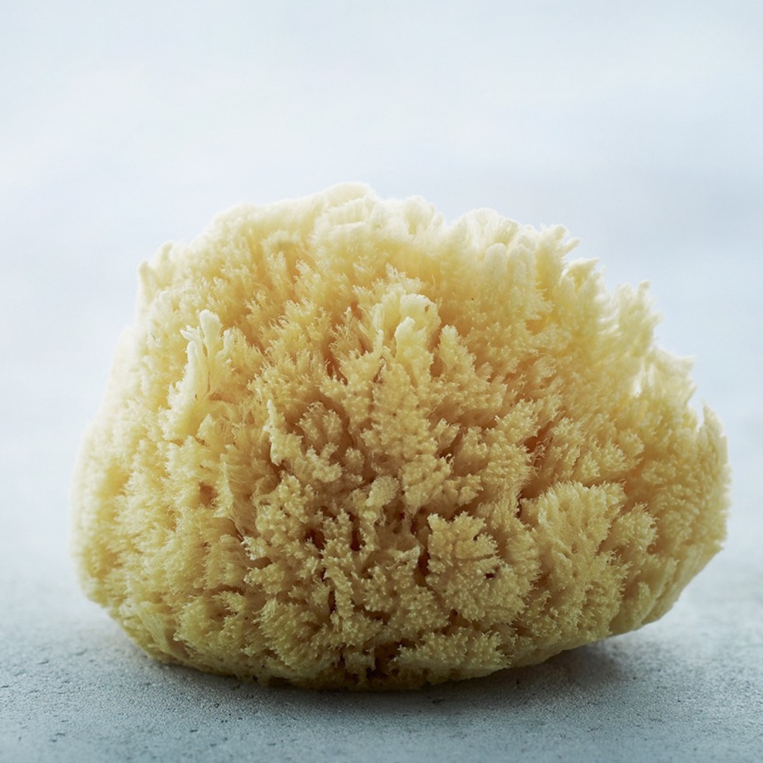 Sådan slipper du af med svamp | apoteket.dk